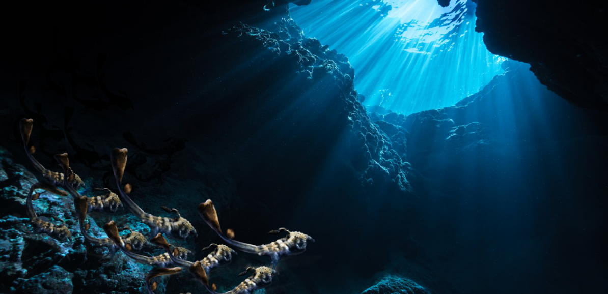 » Deep Dive